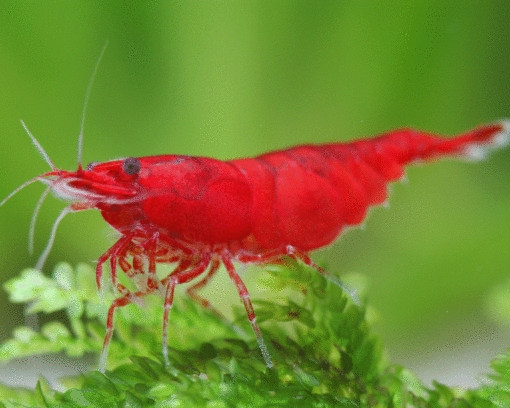 Gambas Neocaridinas: Guia Completa de Cuidados y Alimentacion