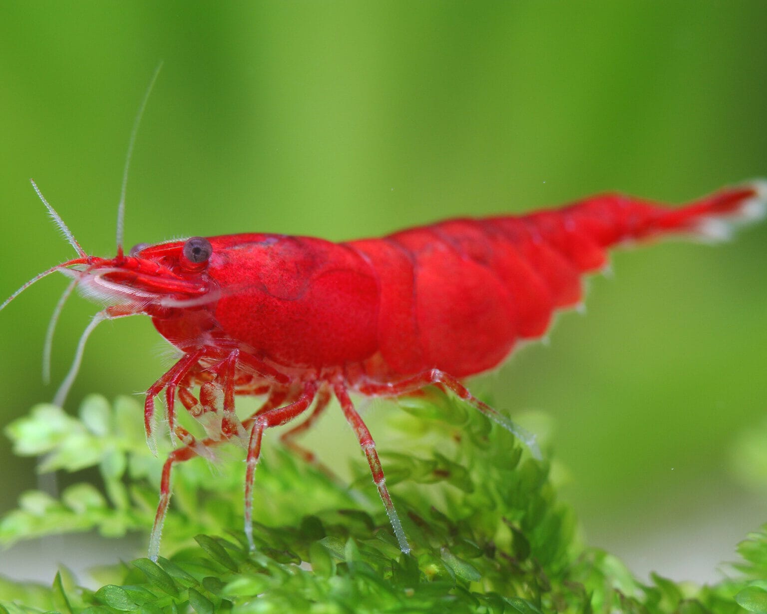 Gambas Red Cherry Vivas — Neocaridina Davidi | GambasAcuario