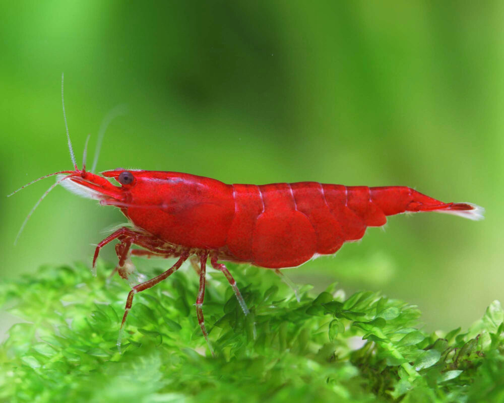 Gambas Red Cherry | Compra Neocaridinas de Alta Calidad